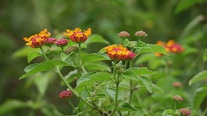 Infusing Color in Your Garden