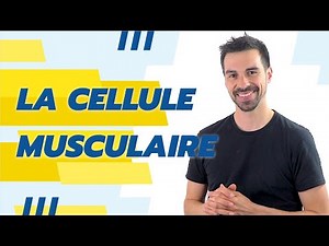 FINAL YEAR COURSE SPECIALIZING SVT CHAPTER 16: THE MUSCLE CELL, A SPECIALIZED STRUCTURE