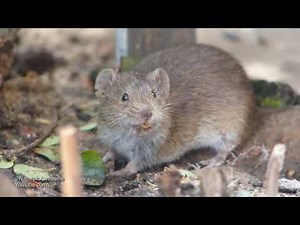 Feldmaus - Common Vole (Microtus arvalis)
