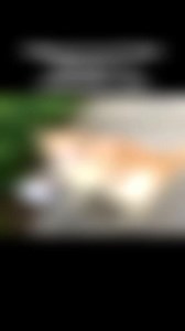 13K views · 347 reactions | #FosterFriday  with #communitycat sweet Benny . Sign up here to foster/adopt her: bitly.com/adoptaBGCcat. If you cannot foster/adopt, you can help #BGCcatBenny pay for her vet bills: GCash 0917 864 2126 or UB 1018 0000 3403 #catsofbgc #fosteringsaveslives #adoptdontshop | Cats of BGC | Facebook