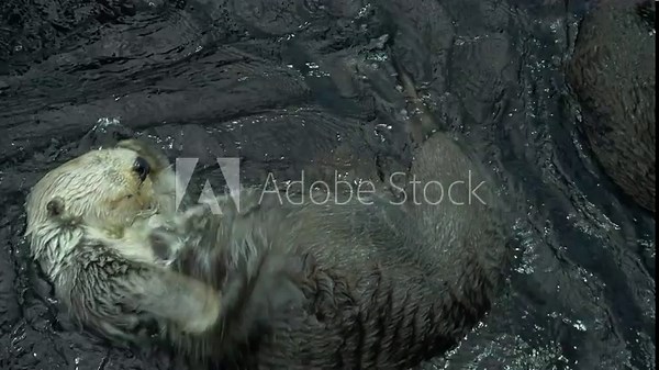 Funny Sea Otters Scratching And Floating 4k