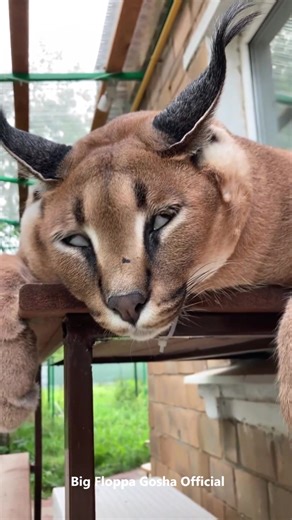 Gosha the Big Floppa Taking a Nap