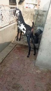 "" Ready for breeding 💯 % "" { Pure Beetal Amritsari breeder } 2 Teeth Fresh hight 41 [ What's app 03 03 906 50 50 ] Goat's Field گوٹس فیلڈ | Goat's Field گوٹس فیلڈ