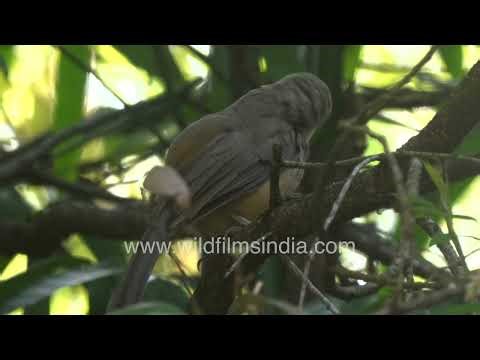 White-Throated Laughingthrush Caring, Feeding, and Flying in the Wild