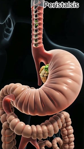 Peristalsis in digestive system