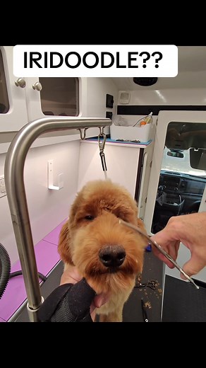 TikTok - Make Your Day