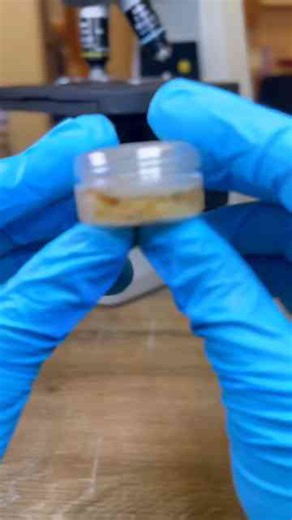 Bacteria VS pool chlorine under the microscope