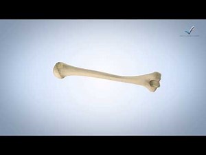 Humerus - 3D Anatomy