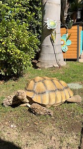 78K views · 10K reactions | Basking in the sun is one of the secrets to his beautiful shell ☀️ | Tilly G The Tortoise | Facebook
