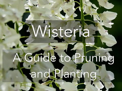 Wisteria- A Guide to Pruning and Planting