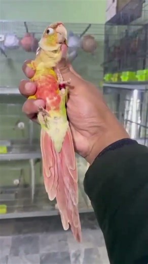 beautiful colourful parrot #birds #talkingparot #babyparrot #nonstoptalkingparrot #parrot #lovebirds