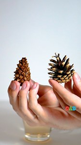 1.2M views · 12K reactions | Collect a pinecones and let's explore...
