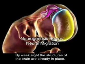 Prenatal brain development