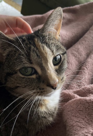 Meet the Adorable Blind Baby Cat 🐾