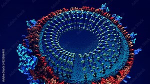 Inside look Virus, Coronavirus, respiratory virus, SARS, MERS Here the virus is sliced open to show its genetic material