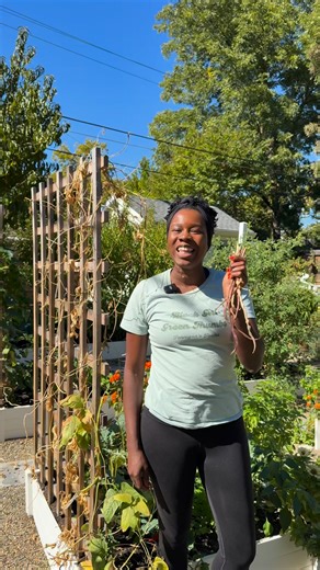 Yard long seeds are an heirloom bean that grows, you guessed it, up to a yard long. We love sauteeing them in garlic, onion and olive oil. We saved seeds so that we can grow them again next year, without having to buy seeds again. #seeds #seedsaving #budgetgarden #vegetablegarden #garden | Curly Cultivators