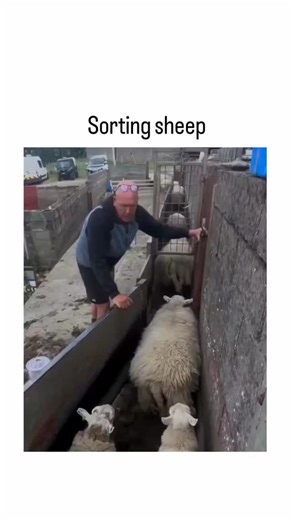 @viraltok.pro on Instagram: "The video captures a farmer calmly sorting sheep through a narrow chute, a standard and highly efficient practice in sheep farming used to separate, count, or direct animals with minimal stress. It’s the kind of routine agricultural moment most people would scroll past without a second thought—until one tiny mistake turns it into comedy gold. As sheep file through the chute one by one, the farmer confidently guides them along… except he misses one. That single sheep 