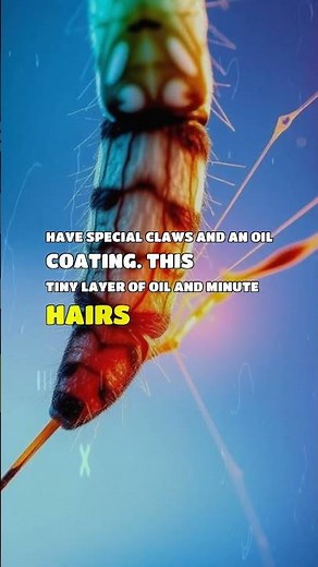 Why Spiders Dont Stick to Their Own Webs #howitworks #facts #mindblown