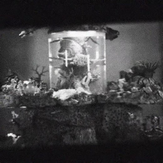 #EL DECLIVE de CAKE BOSS ｜ Todo lo que NUNCA se mostró en TV