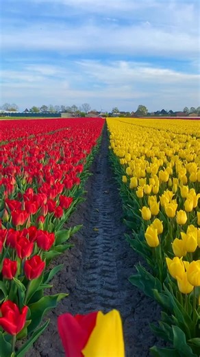 The red and yellow tulips are sisters, but only 1 in 1,000,000 tulips shows both colors together 🌷 So special to find one in the tulip field — pure luck 🥰✨ #luck #tulips #love yellow red flowers nature spring tulipfield 🌼❤️ | Tulip Tours Holland