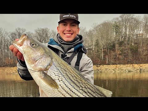 Catching Big Hybrid and Striped Bass! Boone Lake!