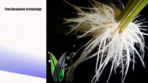 EZ-CLONE Classic 64 Cutting System Plant Cloning Equipment