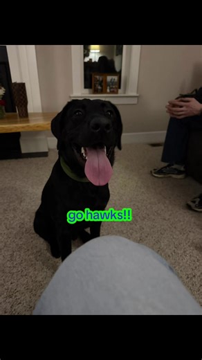 go hawks 💚🏈💙 #seattleseahawks #seattle #labradorretriever #blacklab #puppy