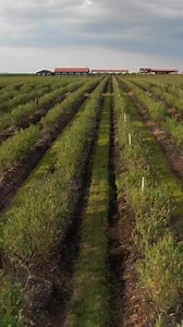 12K views · 232 reactions | At Southern Hill Farms, we believe in...