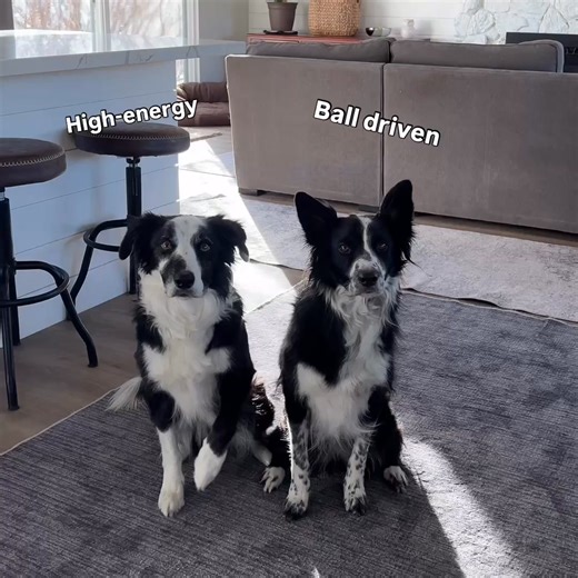 #roverpartner Need pet sitters that make your dog happy? Use my code BRYCE25 valid through March for $25 off your first Rover booking - link in bio to book! Whether you have a high energy dog or a couch potato. Whether your dog needs a ball thrown or a two mile walk. Whether you need potty breaks or meals covered. Whether you need overnight care or care for a week. Rover has THEIR back. We recently had a last minute need for a drop-in service to get our dogs a bit of exercise since we would be o