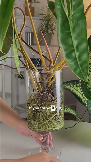 Don’t Replace All the Water in Your Propagations! 🌱 Here’s Why