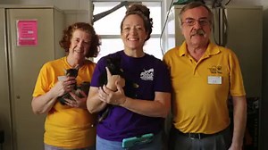 Big Cat Rescue hosted its annual charity event called the Wildcat Walkabout. This event supported conservation projects in the wild for lions, leopards, jaguars, cougars, and black footed cats. | Big Cat Rescue