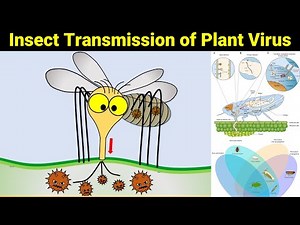 Transmission of Plant Viruses by Insect Vectors | How Insects Spread Viral Diseases in Plants