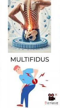 Multifidus- Anatomy