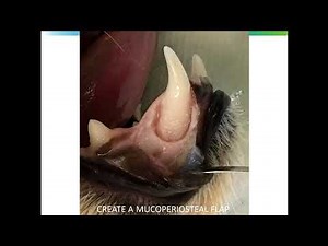 VMX 2018 How I Extract: Persistent Deciduous Canine Tooth