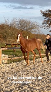 66K views · 1.2K reactions | Un excellent exercice à introduire dans votre routine! Et pour plus d’informations retrouvez nous sur la chaîne de formation I.H.T.C : https://www.ethichorsedevelopment.com/#horsemanship #educationducheval #equine #equitationethologique #equitation #cheval #horses #pferd #ethichorsedevelopment | Ludovic Fournet- Ethic Horse Development | Facebook