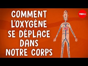Le parcours étonnamment complexe de l’oxygène dans notre corps – Enda Butler