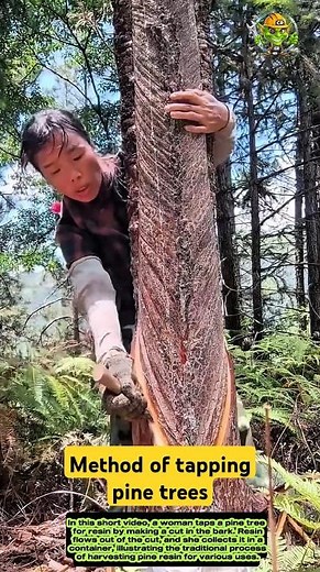 Traditional method of tapping pine trees