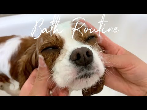 BATH ROUTINE FOR DOGS // In depth Step By Step and Favorite Products!
