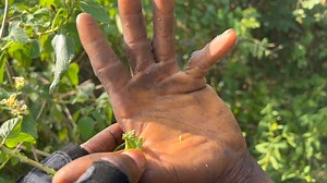 No one can win this guy in a slap challenge - what a hard working farmer hand looks like - Big Respect to all farmers #hunting #slap #farmer #hardworkpaysoff | Arthur Lifestyle