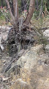 522K views · 389 reactions | Some are out and about early this morning. Chaperoned this fella off the road after he was rearing up and trying to bite passing cars which was not going to end well. | Tim Bull MP | Facebook