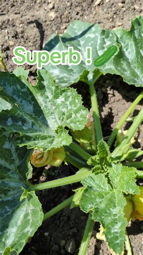 Love a roasted courgette, with a little olive oil. 😋👍#gardening #healthyfood #growyourownfood #allotmentlife