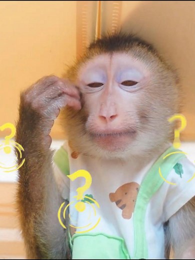 2.5K views · 15 reactions | Baby Monkey Poki Poop, Monkey Pupu On Alert | Best Videos | Facebook