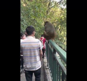 Wild monkey bites tourist's head in China