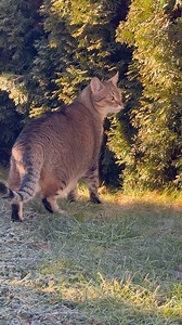 41K views · 2.2K reactions | A cold winter morning patrol with Sergeant Samy and Private First Class Mury  | Samy & Mury | Facebook