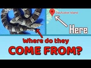 WILD corn snake morphs!