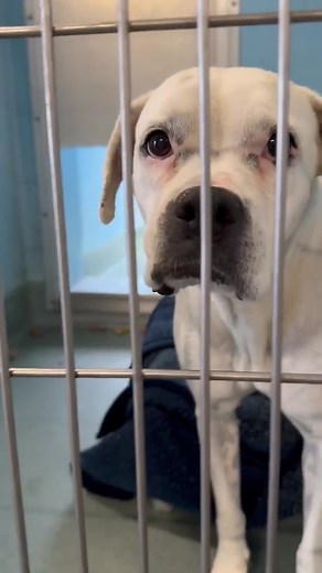 4.1K views · 67 reactions | UPDATE: Just got word that this girl is being pulled by a rescue!!! 勺. Thank you to everyone here that was willing to jump in and save this sweet girl 殺 —————————- Urgent, in case my post from yesterday hasn’t been seen. This girl is down to the wire  | North Idaho Boxer Rescue | Facebook