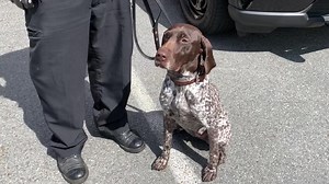 K-9 Dilly joins Kingston Township Police Department