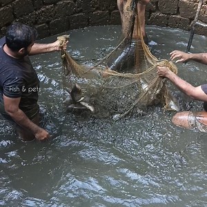Village Style Small Pond Net Fishing Kerala 🐠 🐠 #fishing #trend #fishinglife #fypシ゚viralシ #fishingislife | Fish & pets