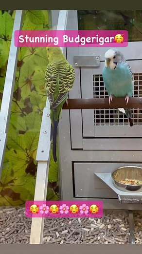 27 reactions · 31 comments | #budgerigar -( Melopsittacus...