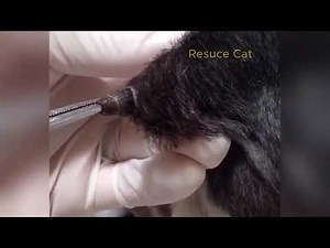 Botfly Larva Removal From Cats #animalrescue #rescuecat #catrescue #cat #wildliferescue